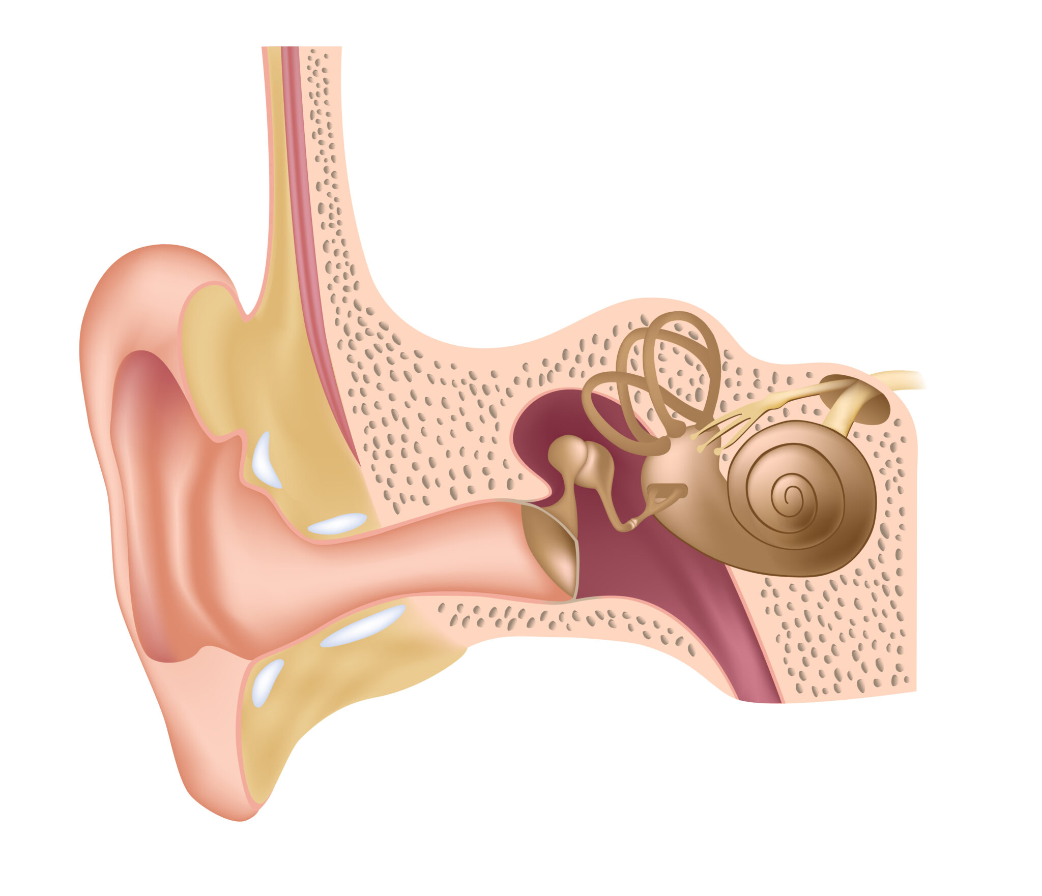 Ear anatomy, unlabeled. | ABLab（エイビーラボ）